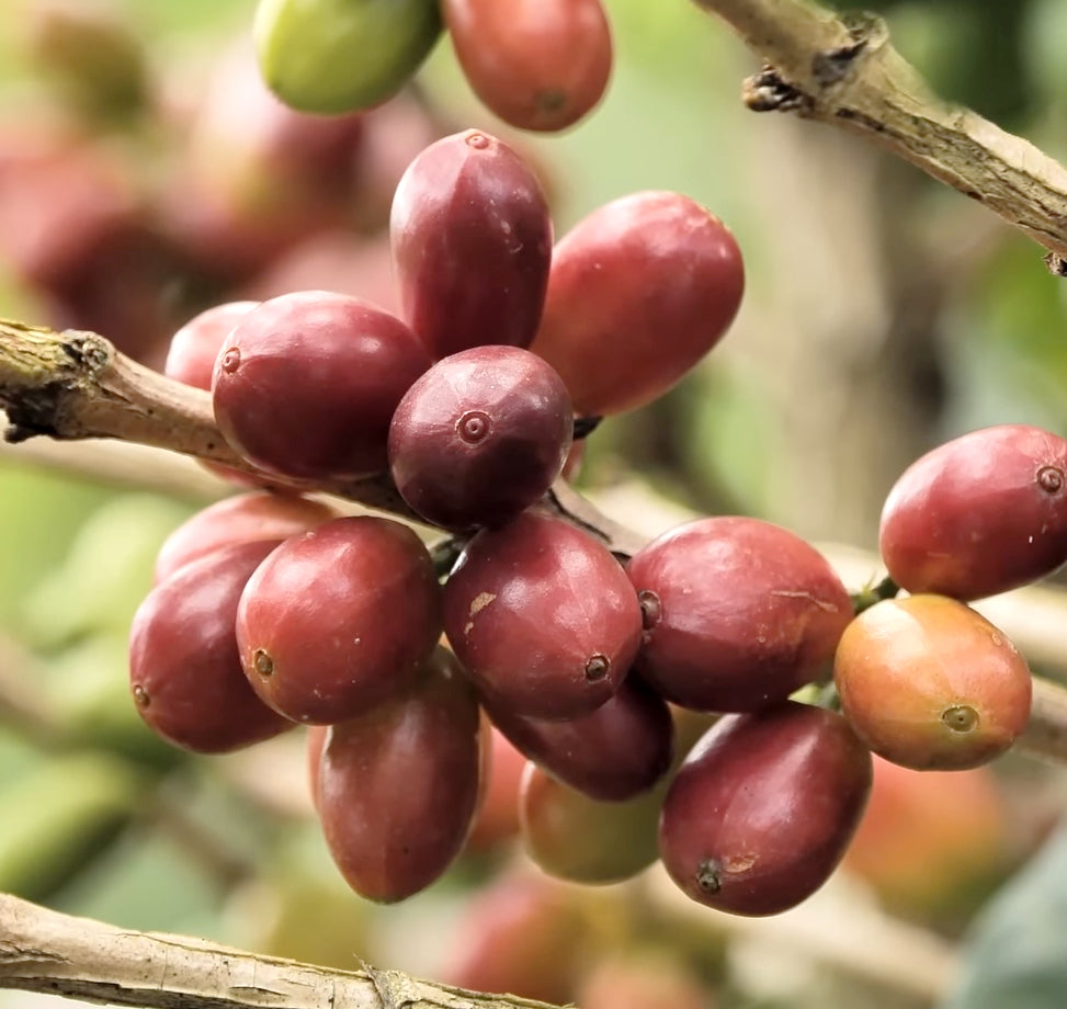 Chiroso Natural Huila – ORIGENES.COFFEE